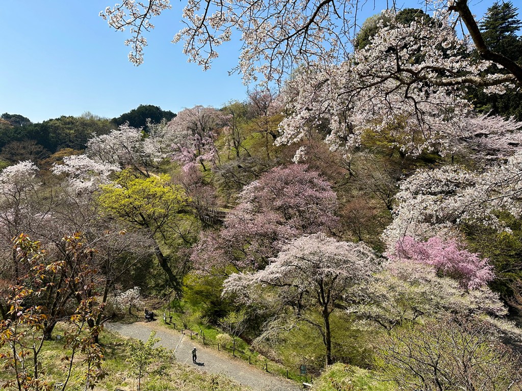 Let’s hike through the heirloom cherry tree preserve! – Japanagram