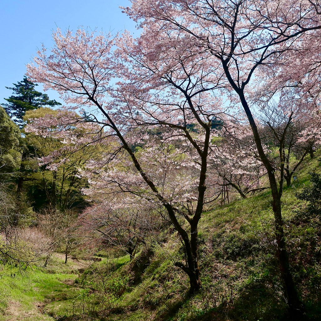 Let’s hike through the heirloom cherry tree preserve! – Japanagram
