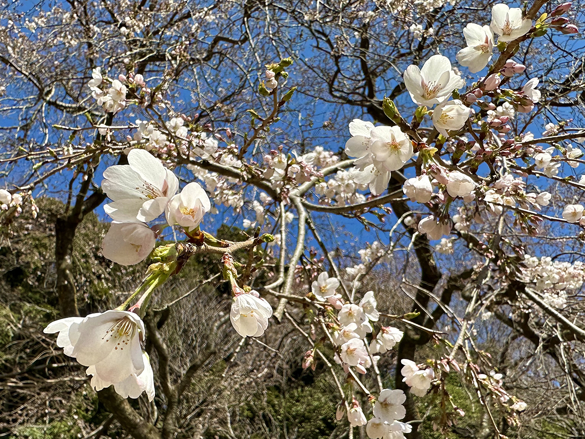 Let’s hike through the heirloom cherry tree preserve! – Japanagram