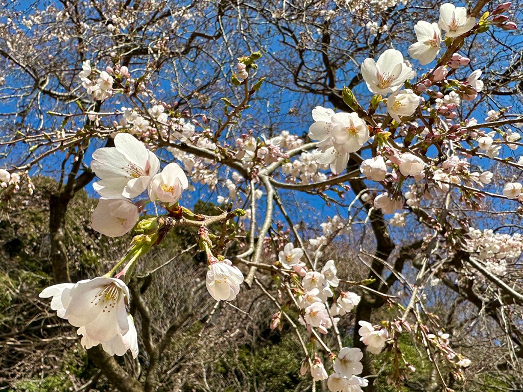 Let’s hike through the heirloom cherry tree preserve! – Japanagram