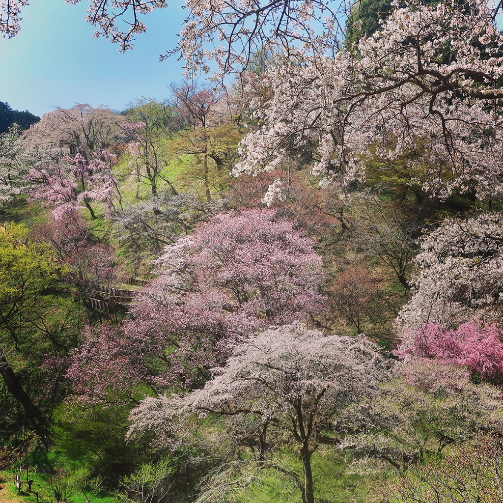 Let’s hike through the heirloom cherry tree preserve! – Japanagram