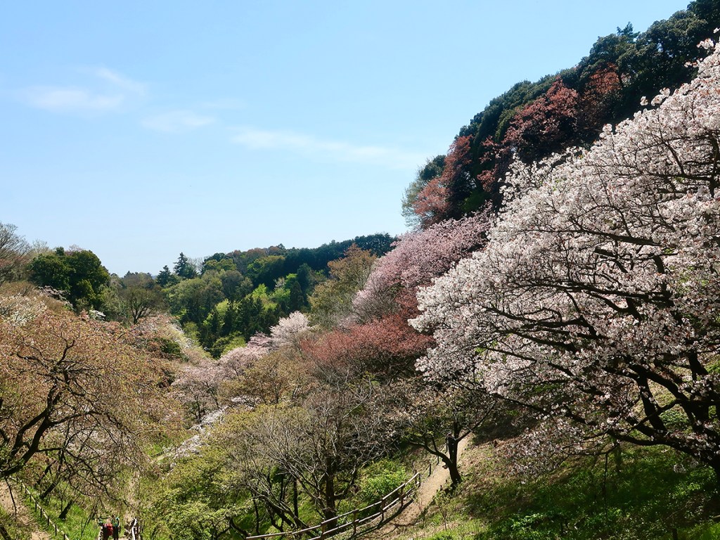 Let’s hike through the heirloom cherry tree preserve! – Japanagram