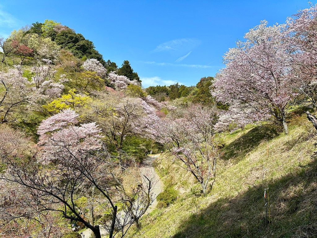Let’s hike through the heirloom cherry tree preserve! – Japanagram