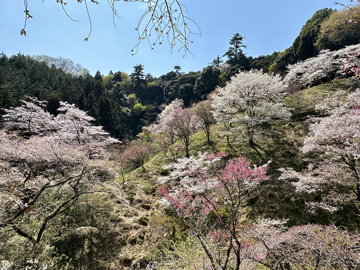 Let’s hike through the heirloom cherry tree preserve! – Japanagram